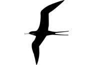 Free Vector Frigate Bird (630 Vectors) - WooVector